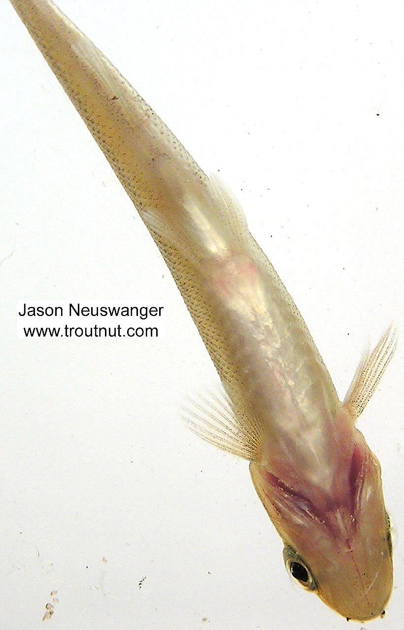 Cyprinidae (Minnow) Fish Adult Pictures