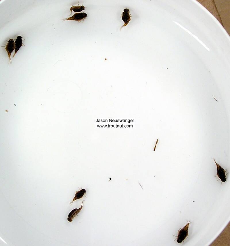 Baetisca laurentina (Armored Mayfly) Mayfly Nymph Pictures