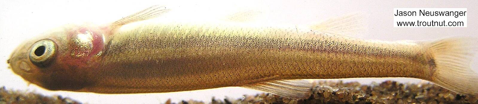 Cyprinidae (Minnow) Fish Adult Pictures