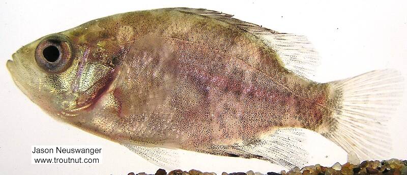 Centrarchidae (Sunfish and Bass) Fish Adult Pictures