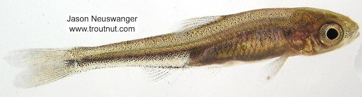 Cyprinidae (Minnow) Fish Adult Pictures