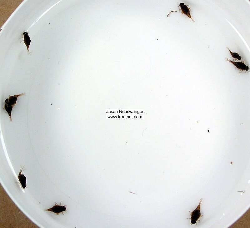 Baetisca laurentina (Armored Mayfly) Mayfly Nymph Pictures