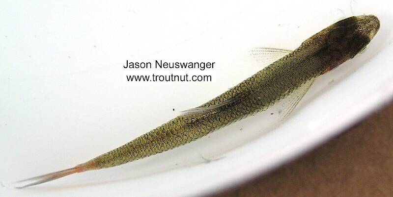Cyprinidae (Minnow) Fish Adult Pictures
