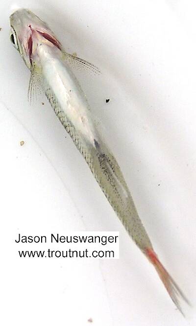 Cyprinidae (Minnow) Fish Adult Pictures