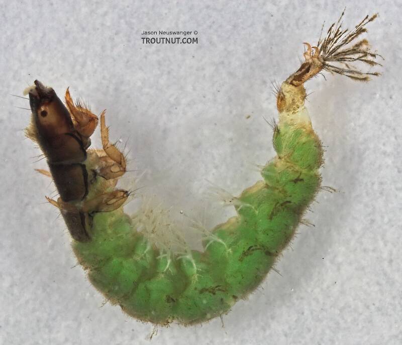 Hydropsychidae Caddisfly Larva Pictures