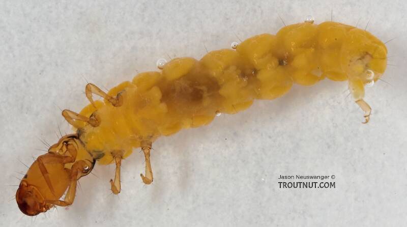 Philopotamidae Caddisfly Larva Pictures