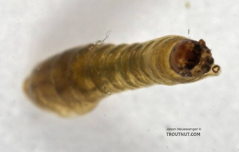 Simuliidae (Black Fly) True Fly Larva Pictures