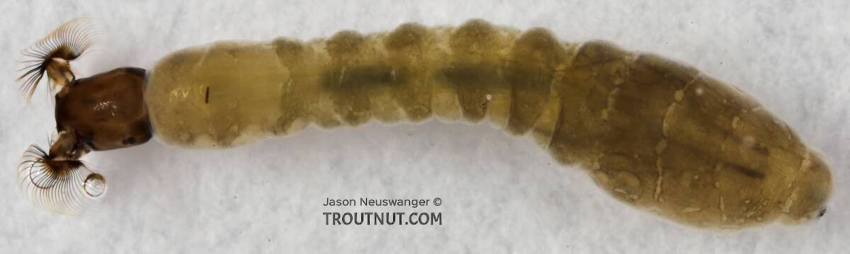 Simuliidae (Black Fly) True Fly Larva Pictures