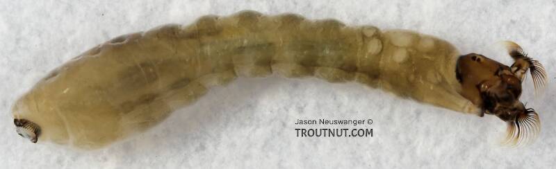 Simuliidae (Black Fly) True Fly Larva Pictures