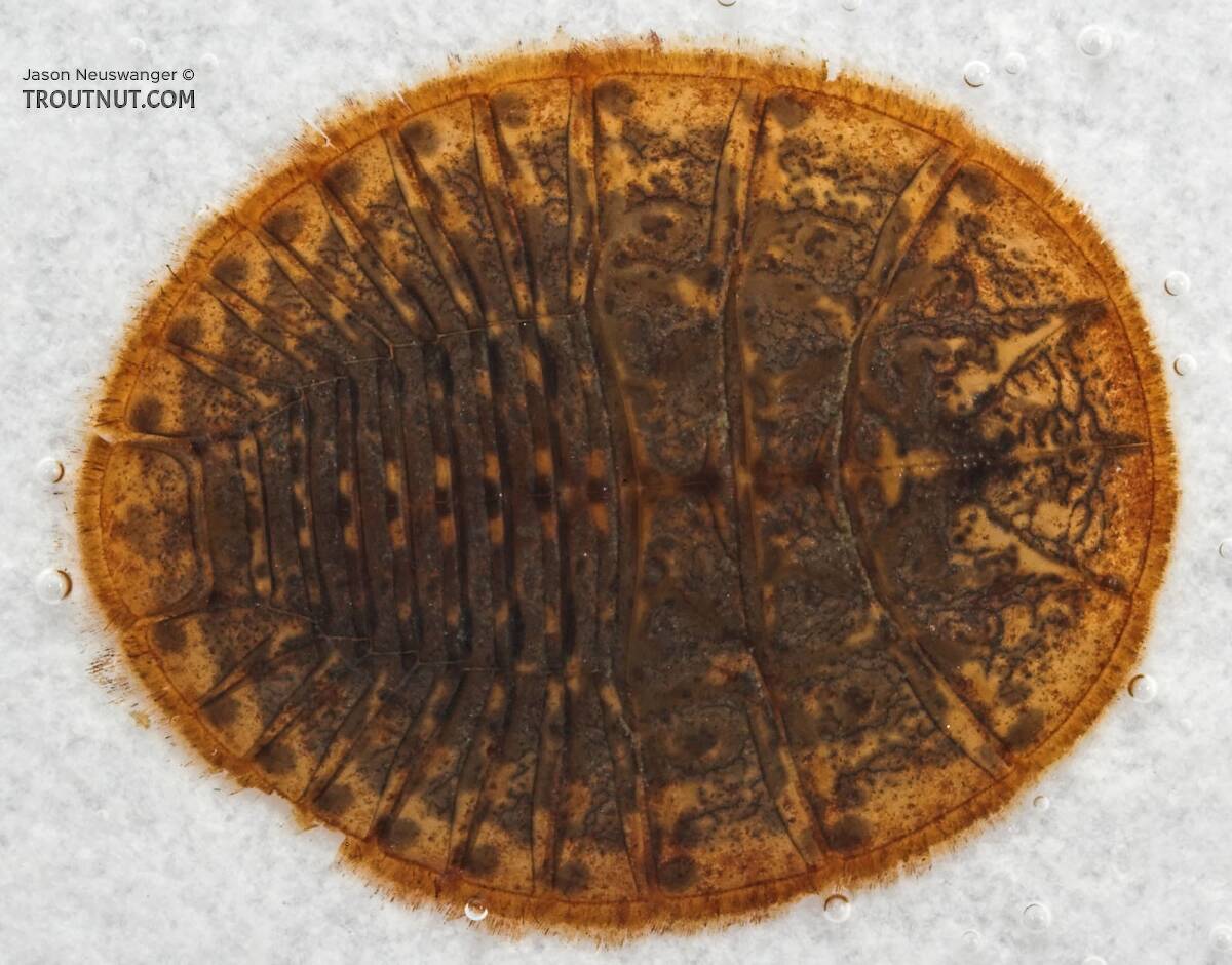 Psephenus (Water Penny) Beetle Larva Pictures