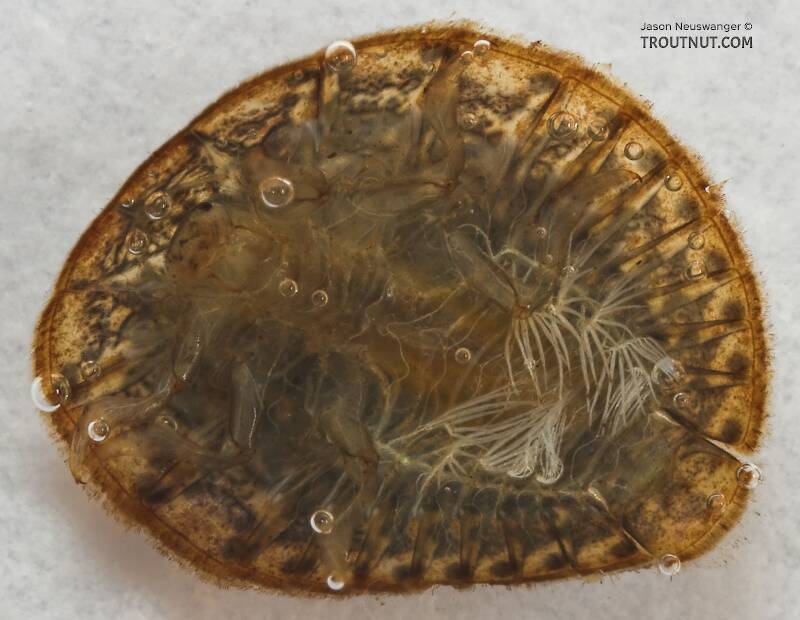 Psephenus (Water Penny) Beetle Larva Pictures