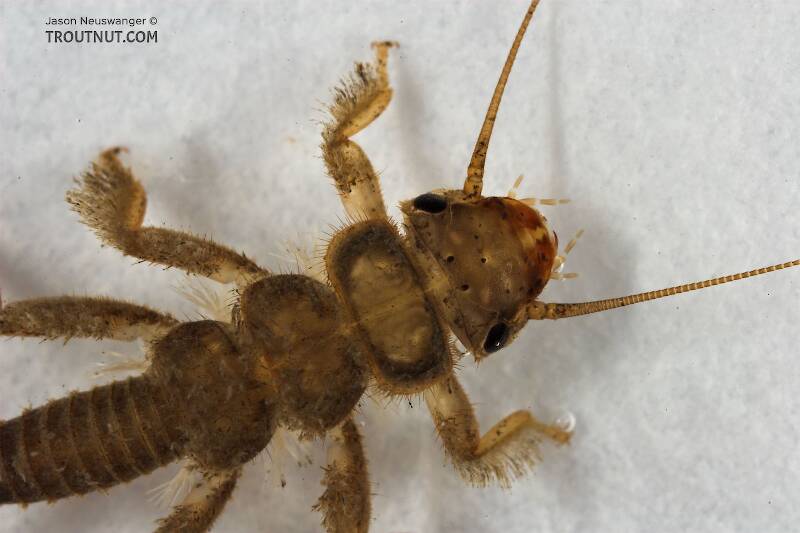 Paragnetina media (Embossed Stonefly) Stonefly Nymph Pictures
