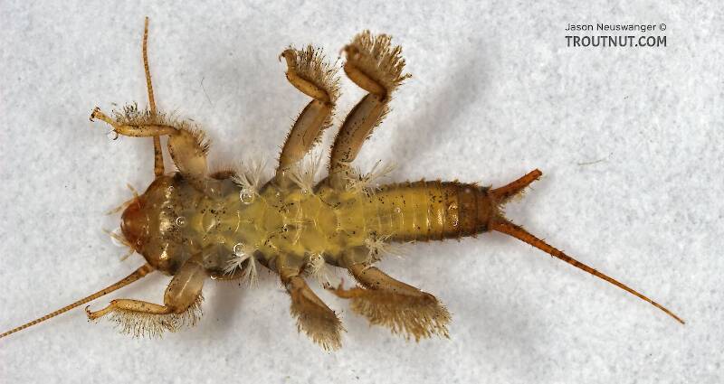 Paragnetina media (Embossed Stonefly) Stonefly Nymph Pictures