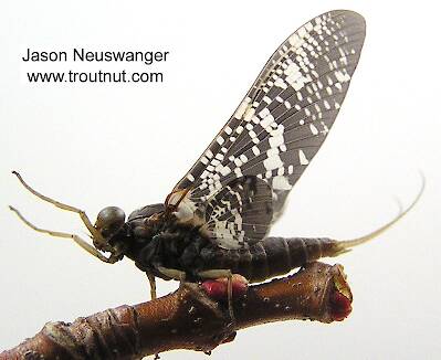Mayfly Family Baetiscidae (Armored Mayflies)