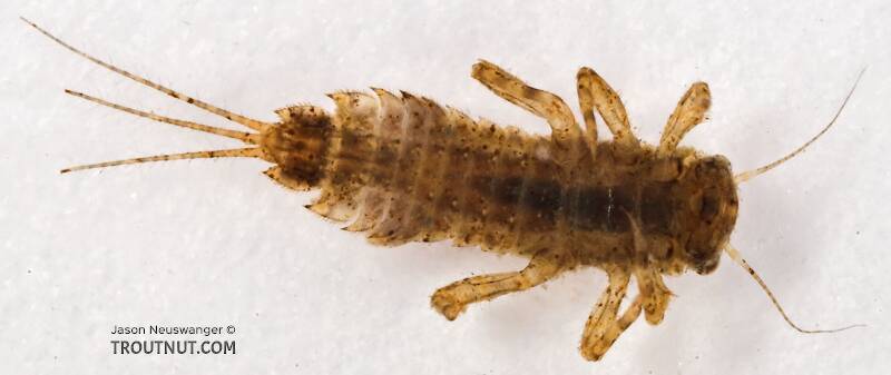 Eurylophella (Chocolate Dun) Mayfly Nymph Pictures