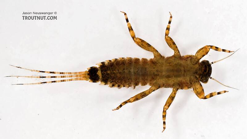 Ephemerella invaria (Sulphur) Mayfly Nymph Pictures