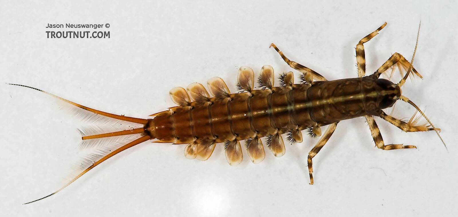 Mayfly Genus Isonychia (Slate Drakes)