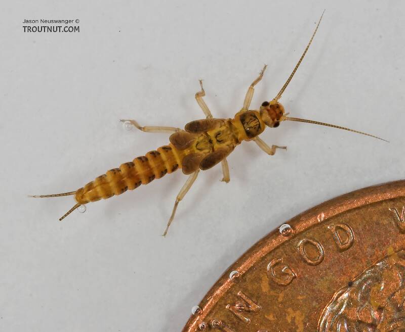 Capniidae (Snowfly) Stonefly Nymph Pictures