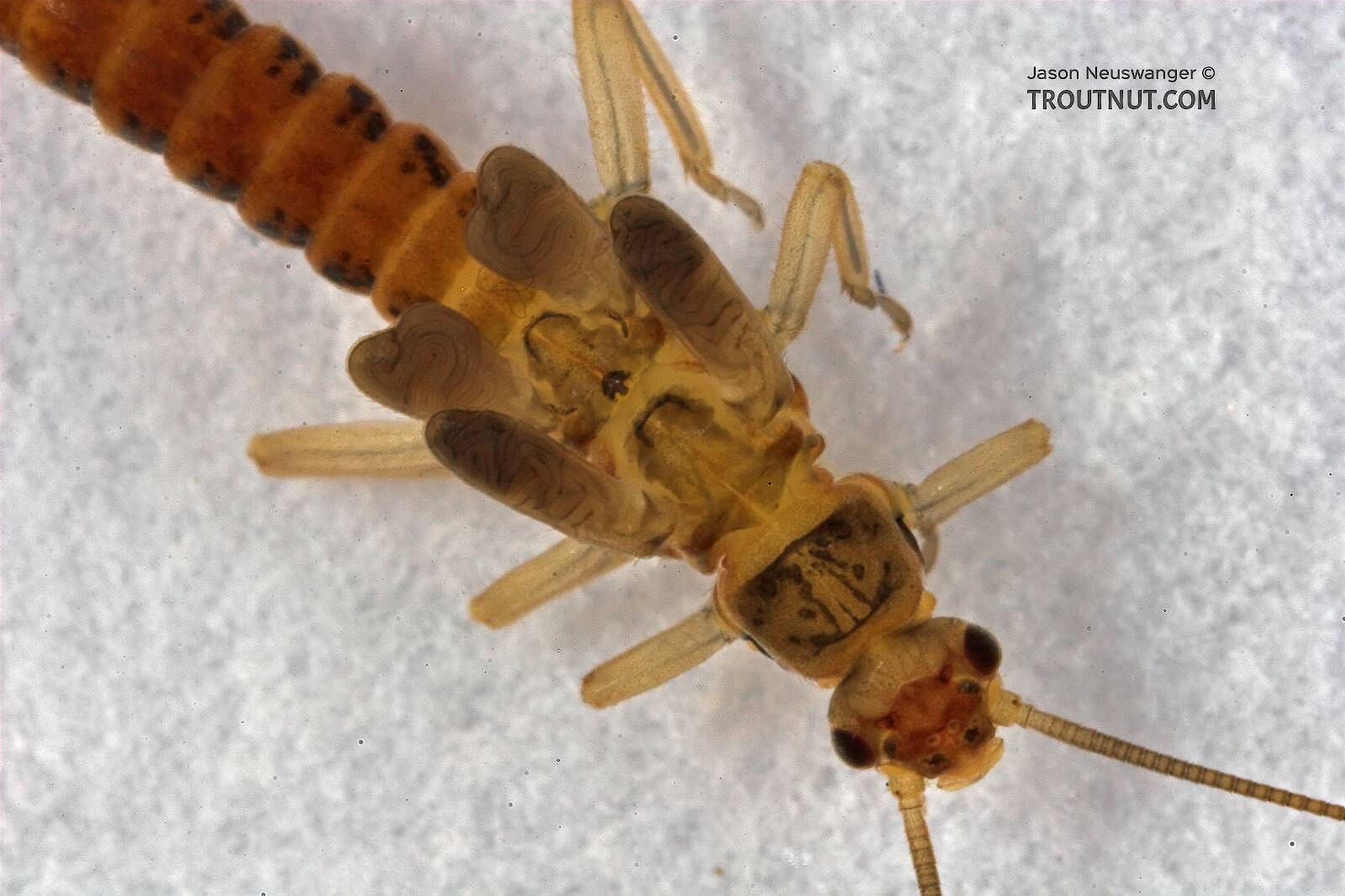 Capniidae (Snowfly) Stonefly Nymph Pictures
