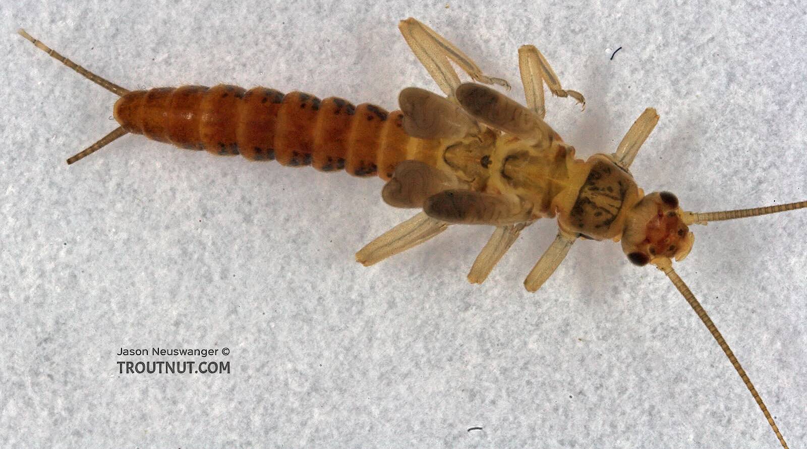Stonefly Family Capniidae (Snowflies)