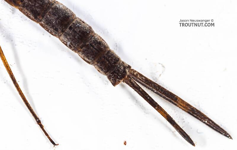 Calopteryx Damselfly Nymph Pictures