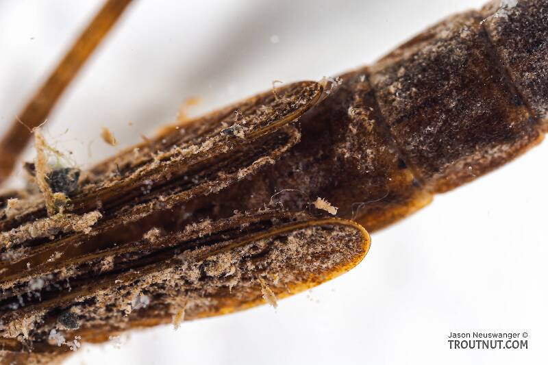 Calopteryx Damselfly Nymph Pictures