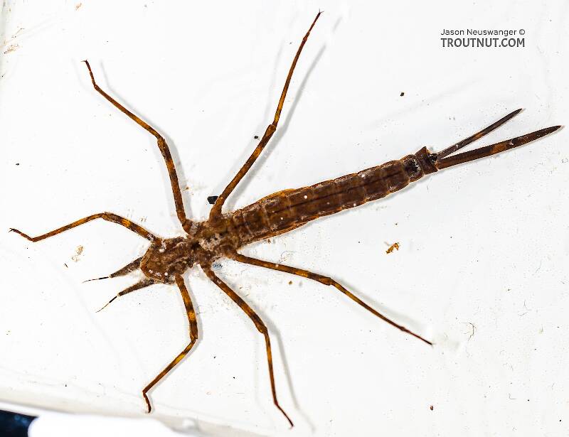 Calopteryx Damselfly Nymph Pictures