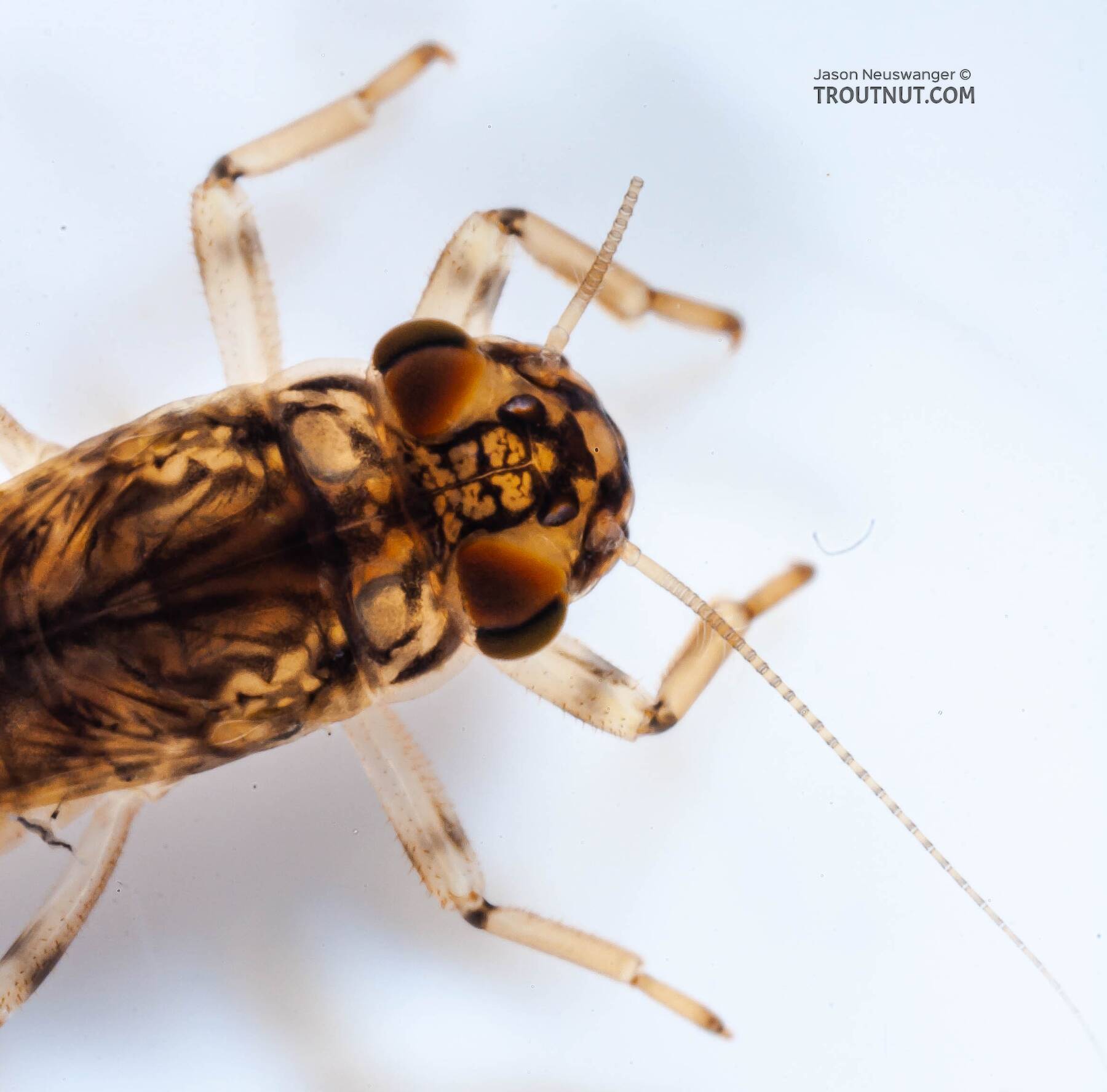 Leptophlebia cupida (Black Quill) Mayfly Nymph Pictures