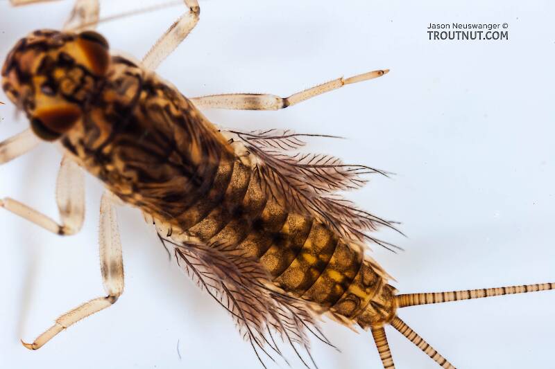 Leptophlebia cupida (Black Quill) Mayfly Nymph Pictures