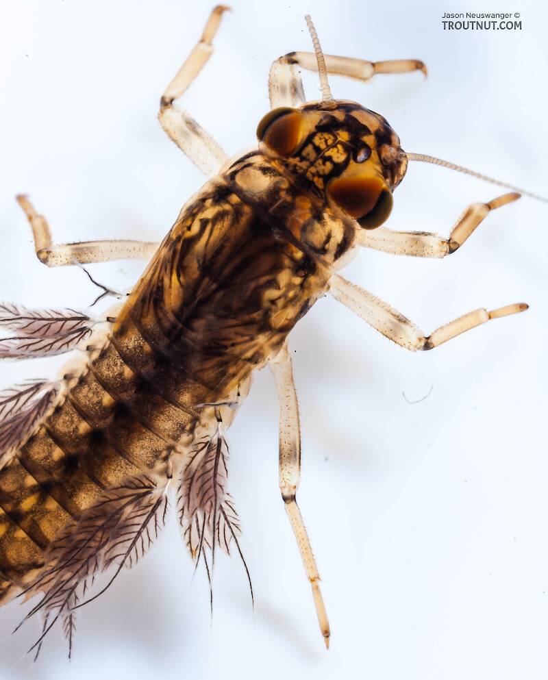 Leptophlebia cupida (Black Quill) Mayfly Nymph Pictures