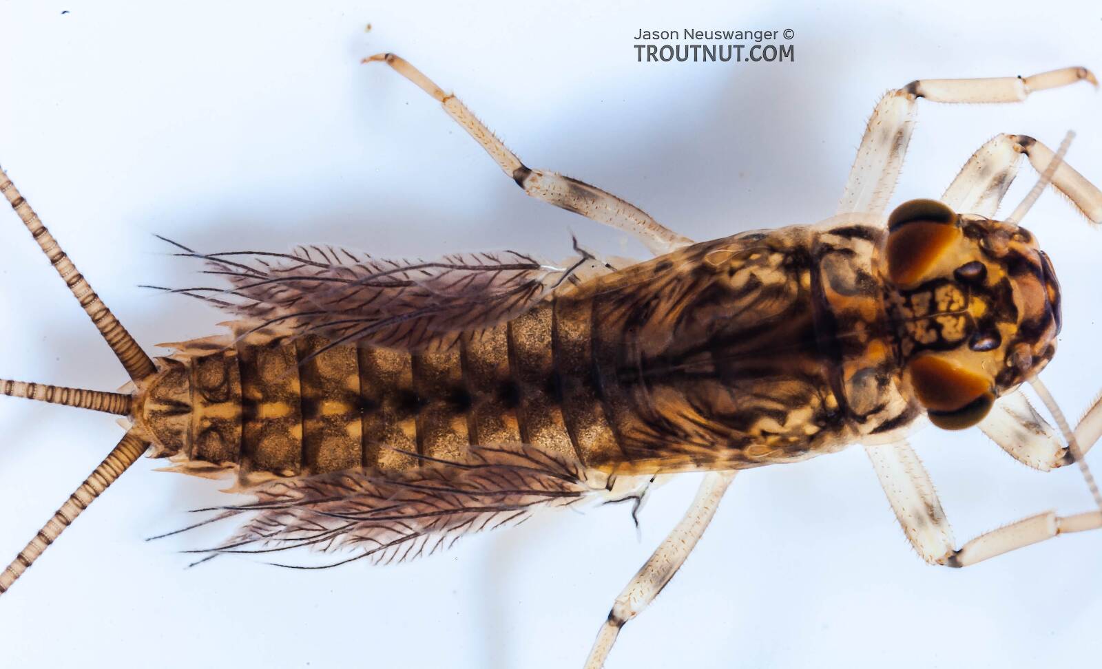 Leptophlebia cupida (Black Quill) Mayfly Nymph Pictures