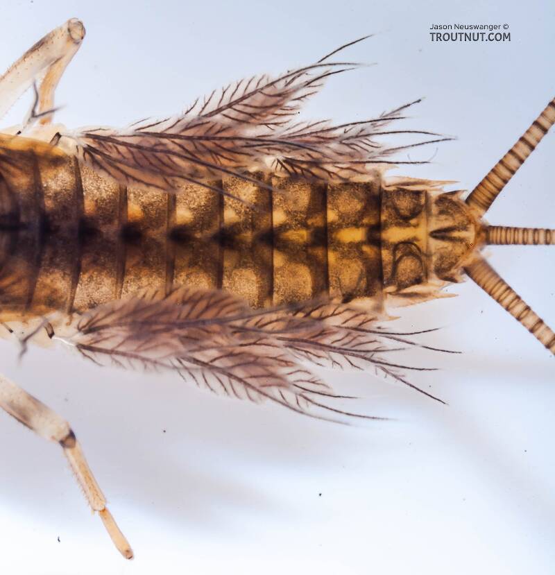 Leptophlebia cupida (Black Quill) Mayfly Nymph Pictures
