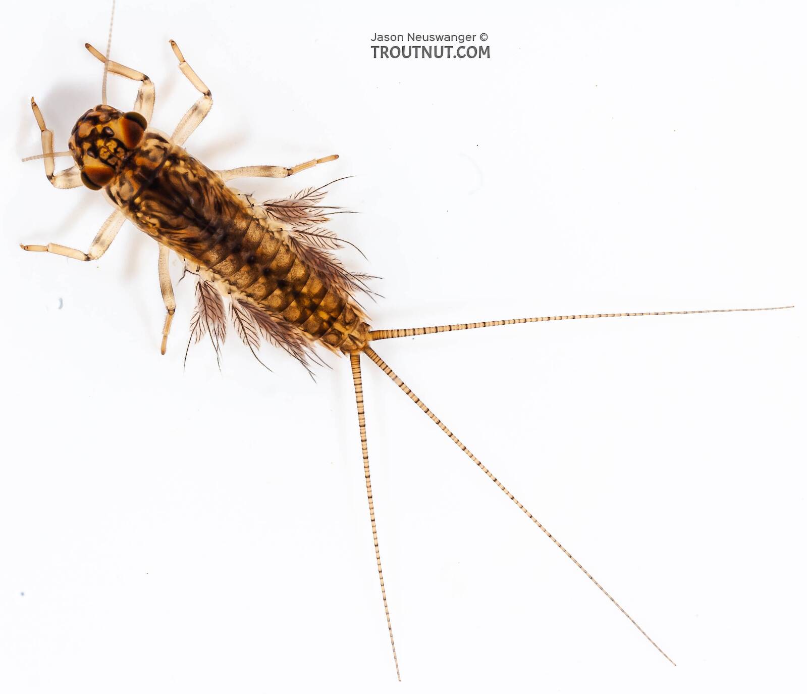 Leptophlebia cupida (Black Quill) Mayfly Nymph Pictures