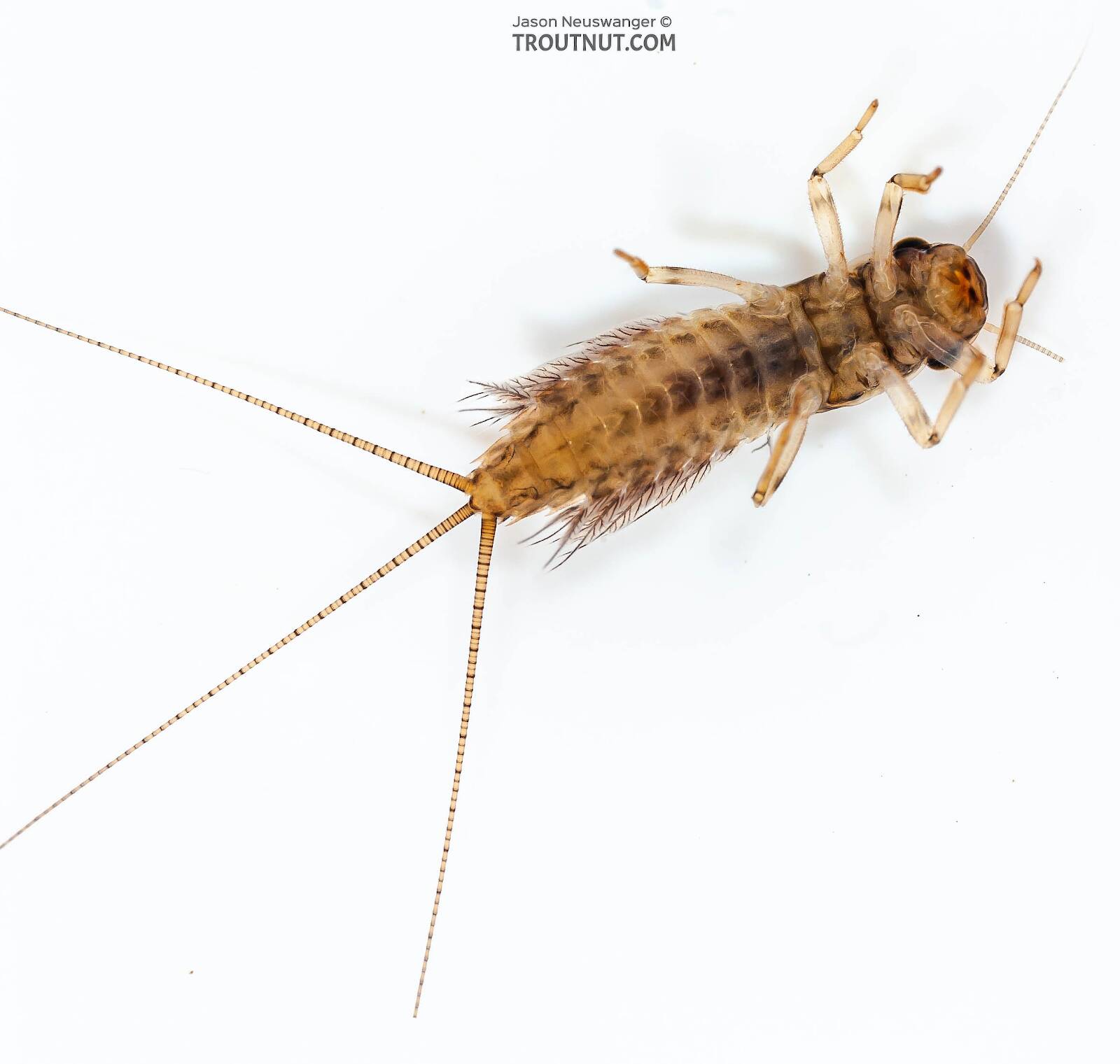Leptophlebia cupida (Black Quill) Mayfly Nymph Pictures