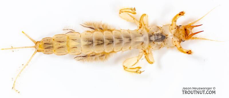 Ephemera varia (Yellow Drake) Mayfly Nymph Pictures