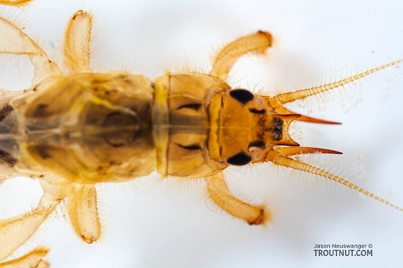 Ephemera varia (Yellow Drake) Mayfly Nymph Pictures