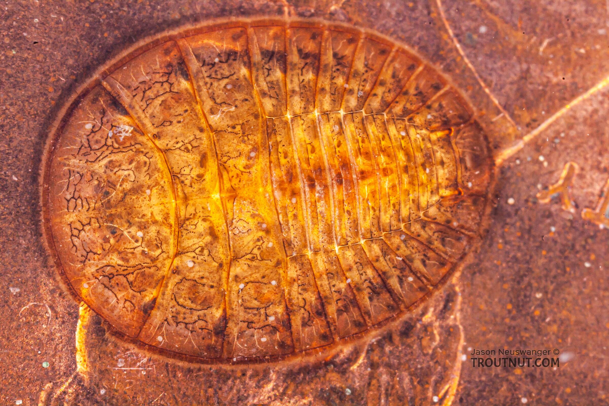 Psephenus (Water Penny) Beetle Larva Pictures