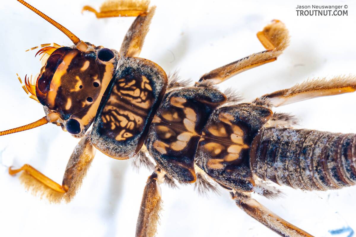 Acroneuria abnormis (Golden Stone) Stonefly Nymph Pictures