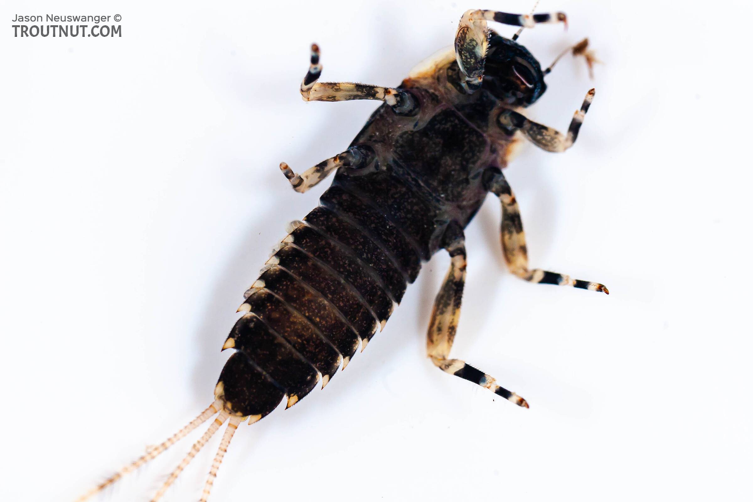 Ephemerella subvaria (Hendrickson) Mayfly Nymph Pictures