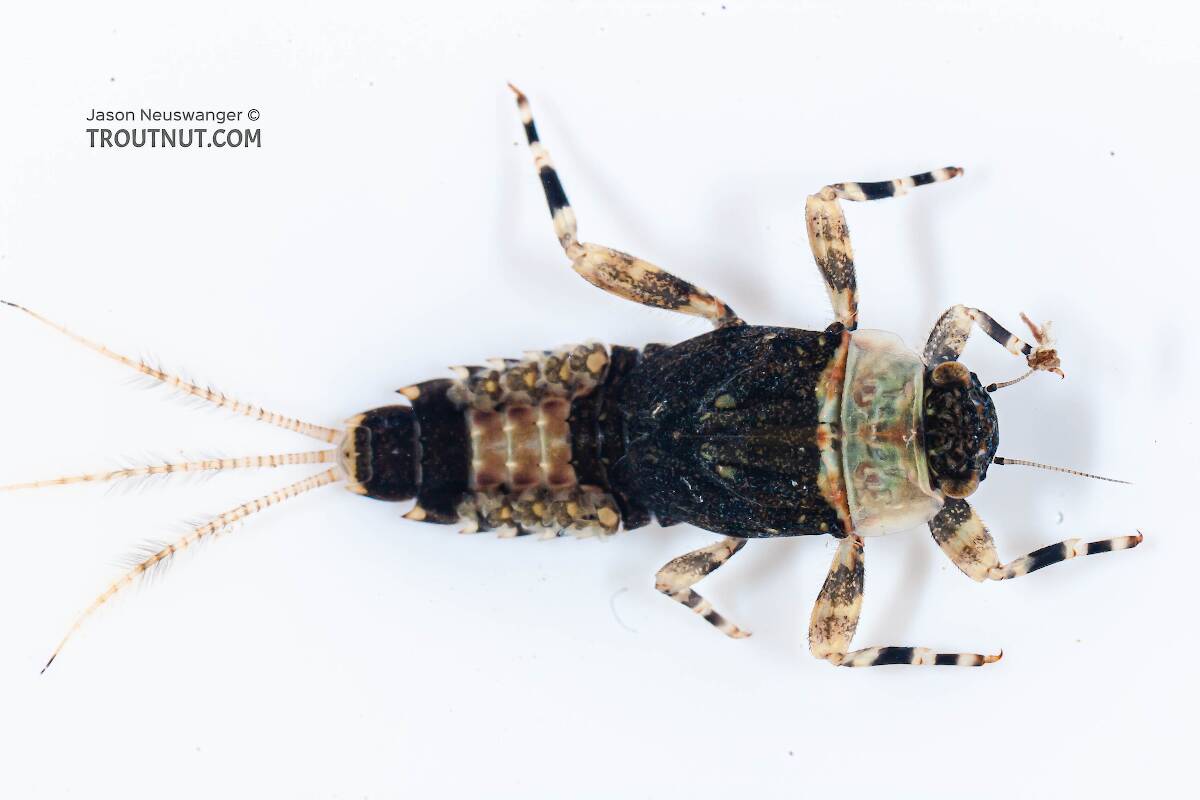 Ephemerella subvaria (Hendrickson) Mayfly Nymph Pictures