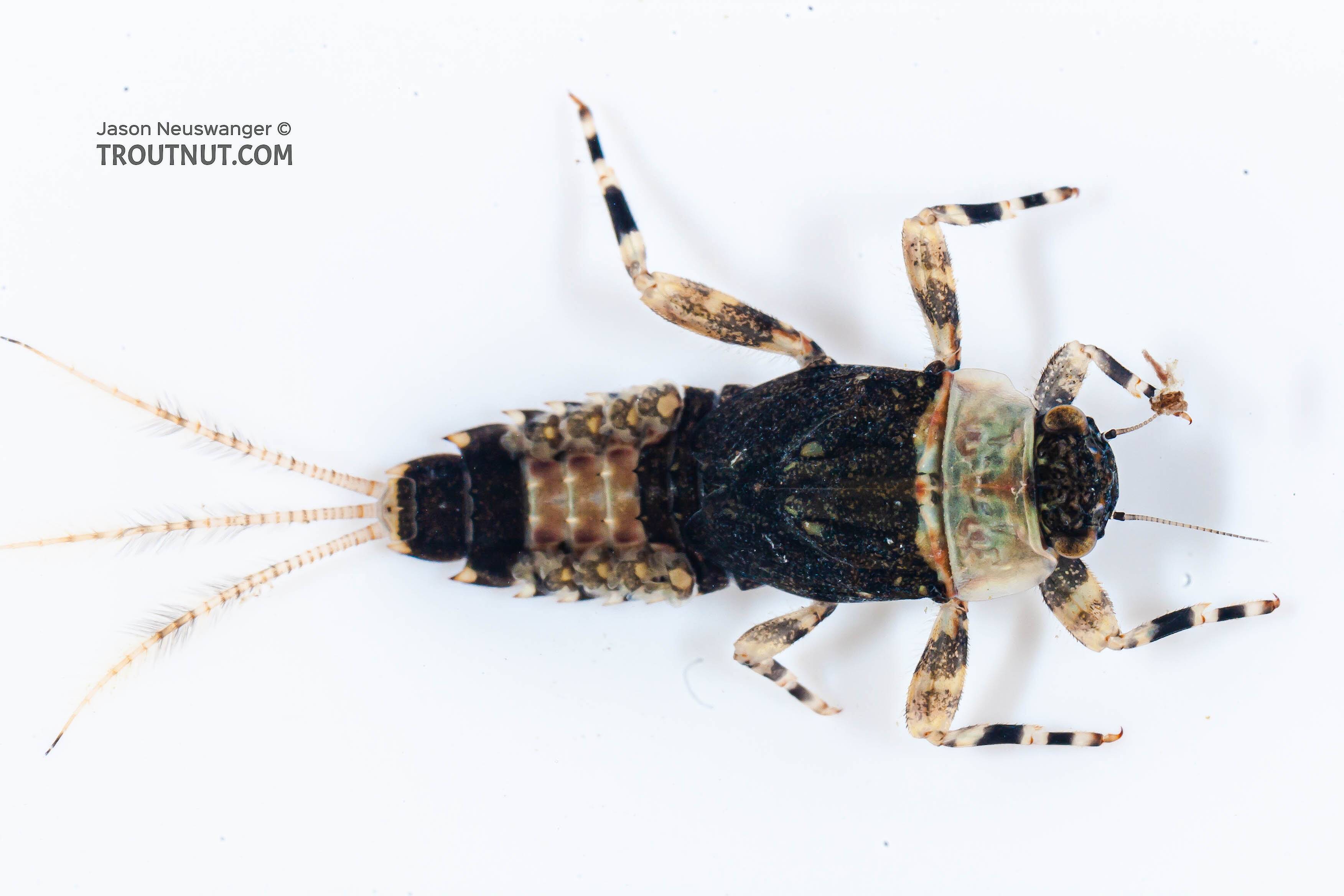 Mayfly Species Ephemerella subvaria (Hendricksons)