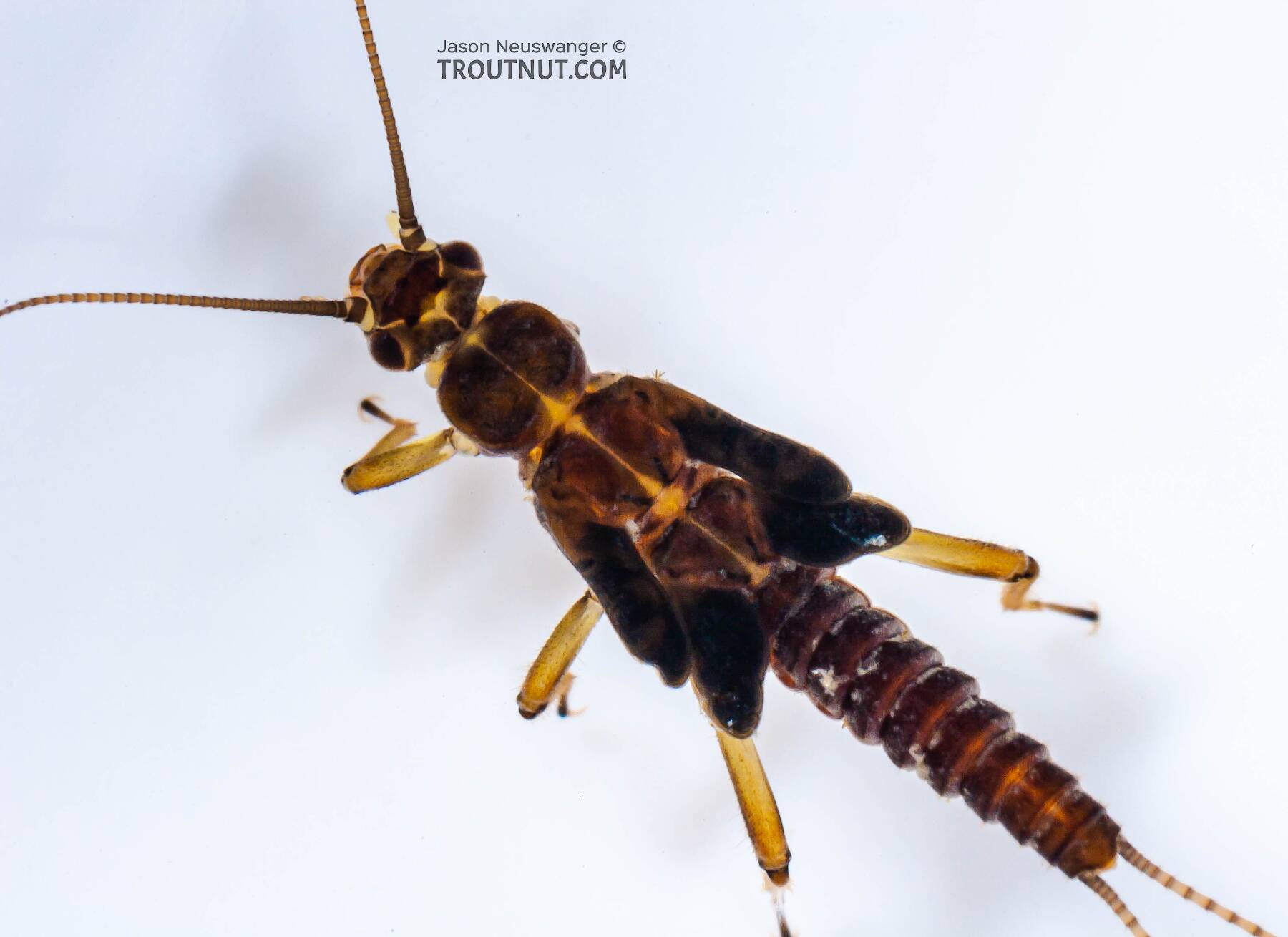 Prostoia (Tiny Winter Black) Stonefly Nymph Pictures