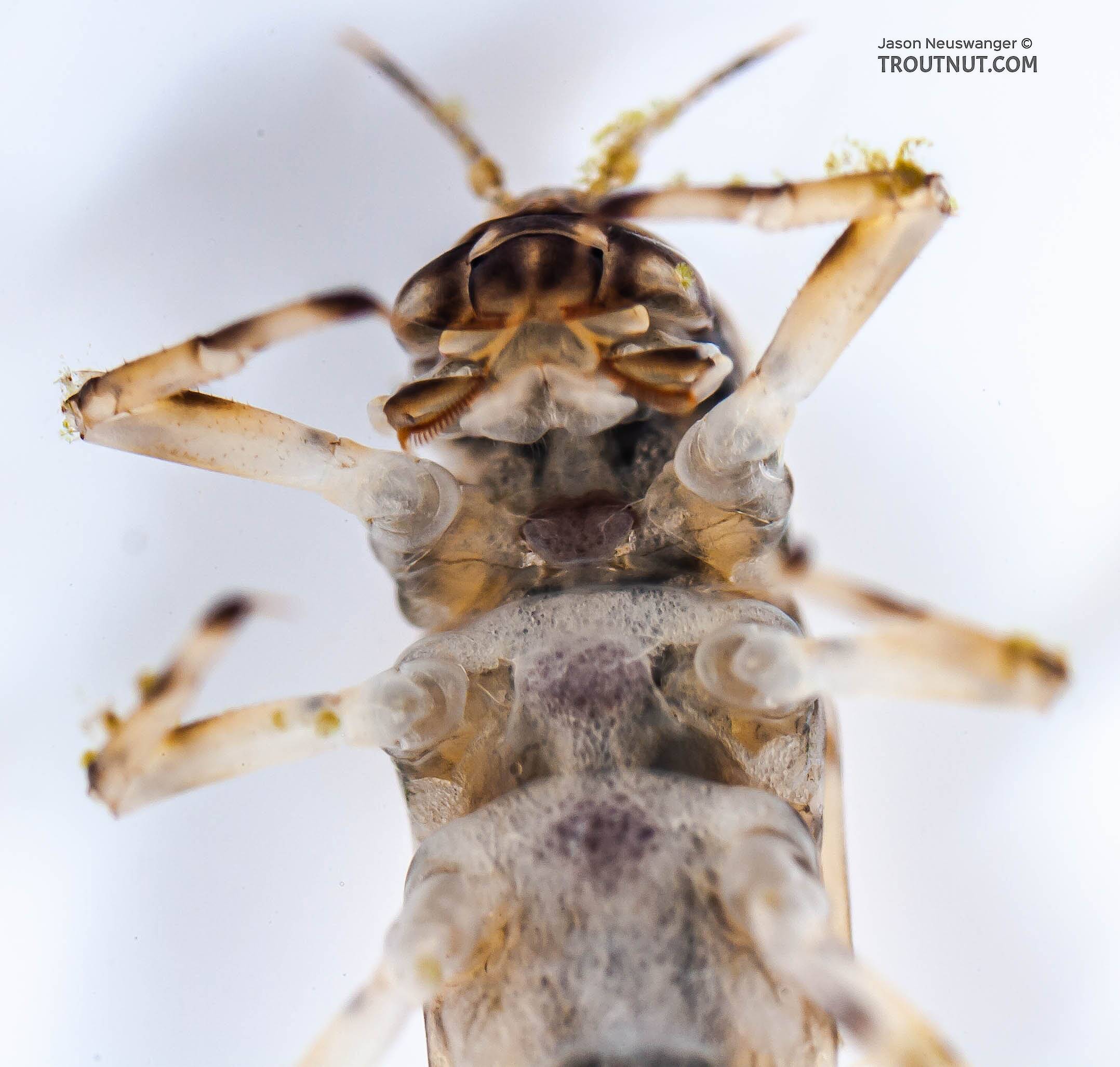 Ameletus ludens (Brown Dun) Mayfly Nymph Pictures
