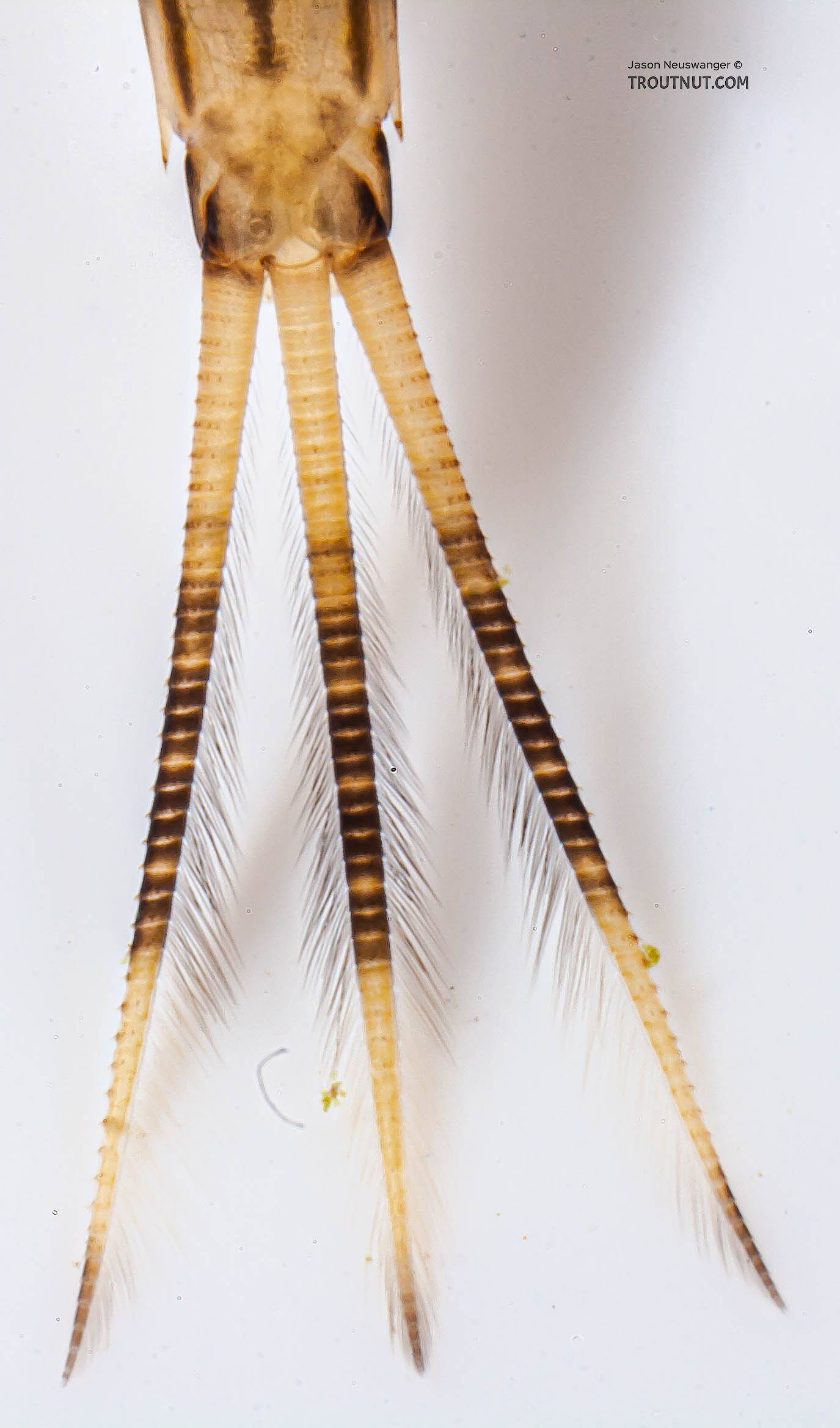 Ameletus ludens (Brown Dun) Mayfly Nymph Pictures