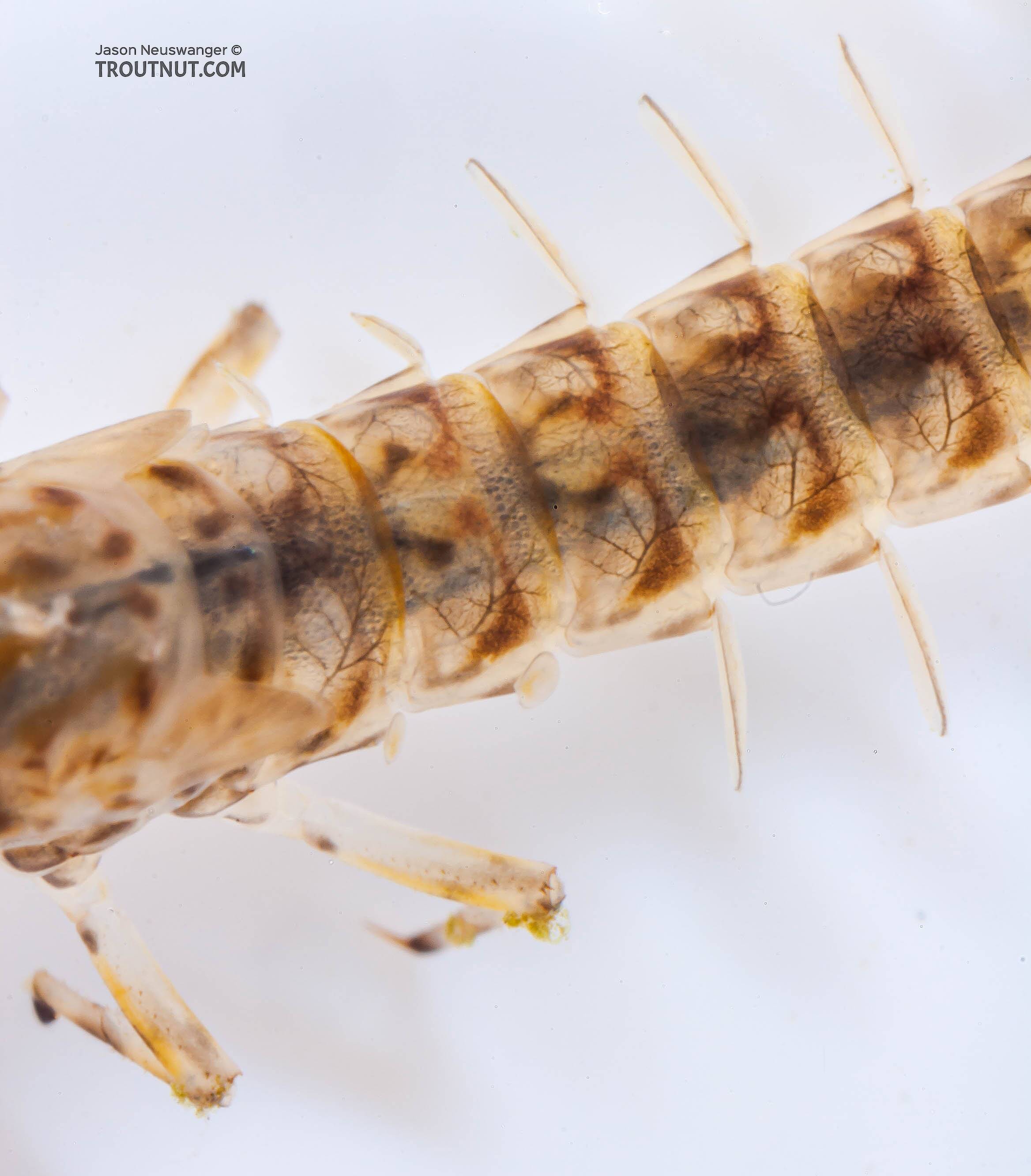 Ameletus ludens (Brown Dun) Mayfly Nymph Pictures
