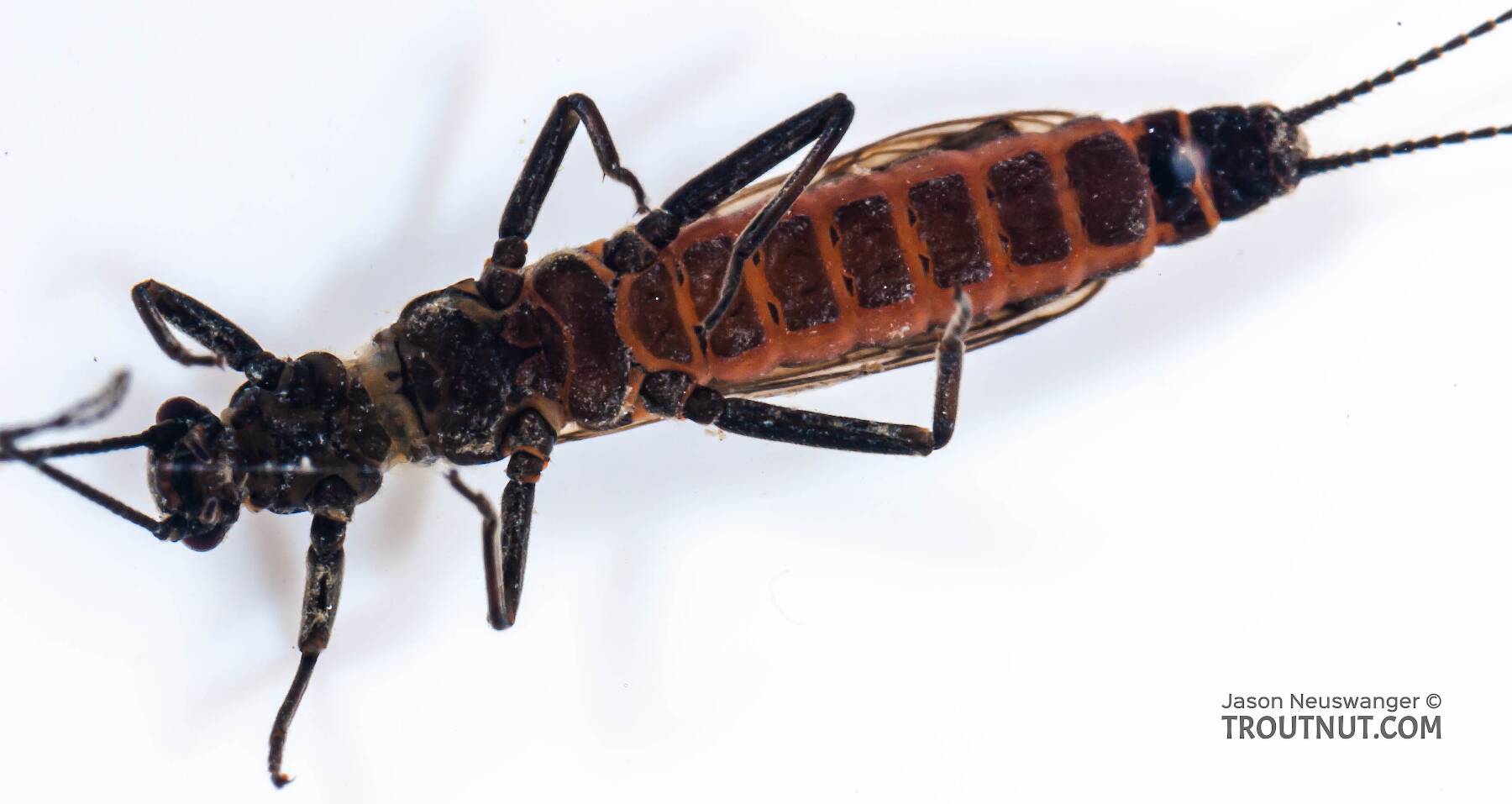 Capniidae (Snowfly) Stonefly Adult Pictures