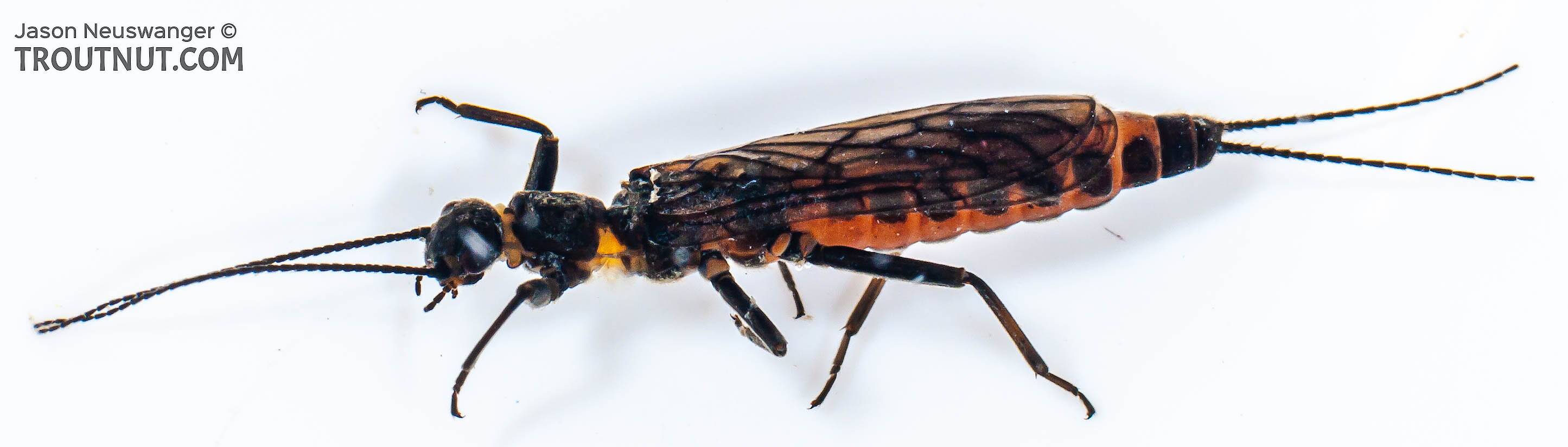 Stonefly Family Capniidae (Snowflies)