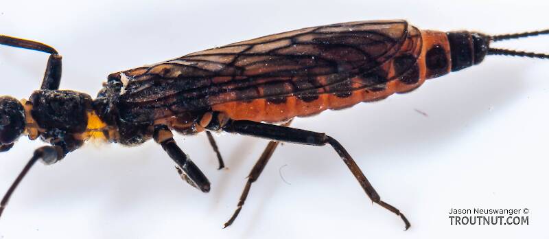 Capniidae (Snowfly) Stonefly Adult Pictures