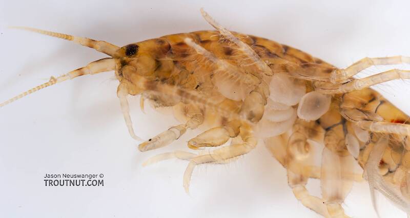 Amphipoda (Scud) Arthropod Adult Pictures