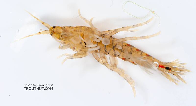 Amphipoda (Scud) Arthropod Adult Pictures